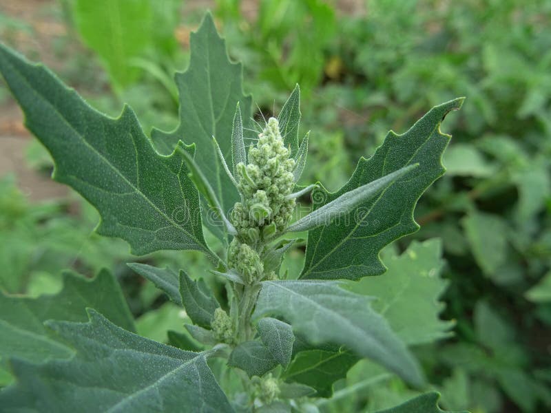 Chenopodium Album is a Weed in the Field Stock Image - Image of field ...