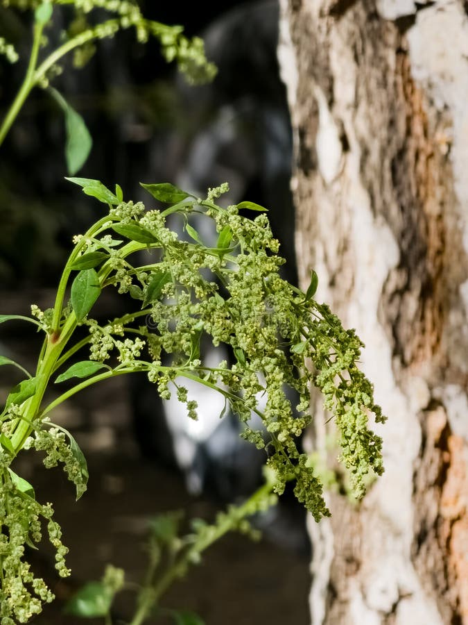 Chenopodium is a Genus of Subshrubs in the Family Amaranthaceae ...