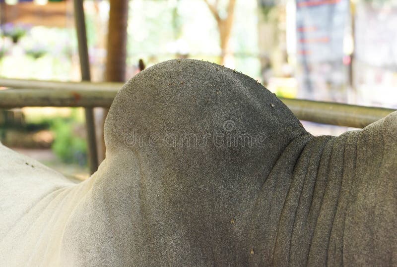 Chepa de la vaca imagen de archivo. Imagen de primer - 88005379