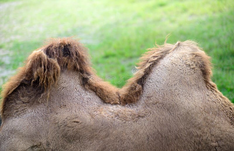 Chepa del camello imagen de archivo. Imagen de pelo, cierre - 62275171