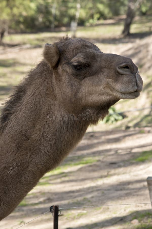 Camello de la Uno-chepa foto de archivo. Imagen de chepa - 4951864