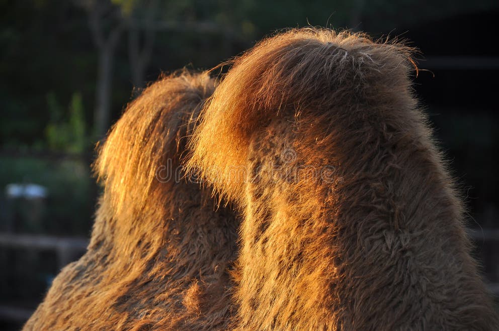 Chepas en camellos foto de archivo. Imagen de color, extracto - 27927152