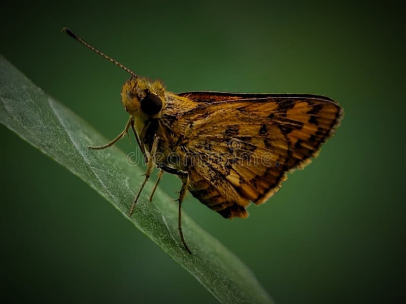 Chequered Skipper stock photo. Image of stripedpattern - 269223982