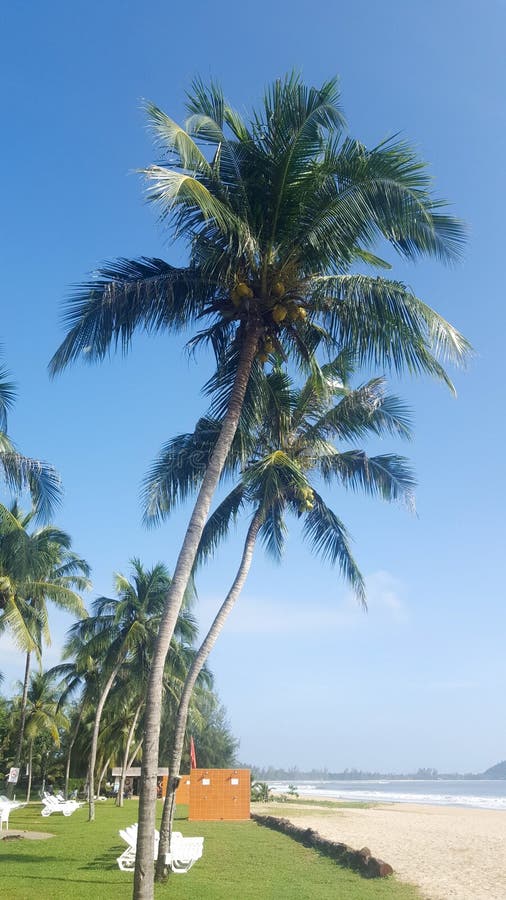 Cherating beach in Pahang editorial stock photo. Image of vacation ...