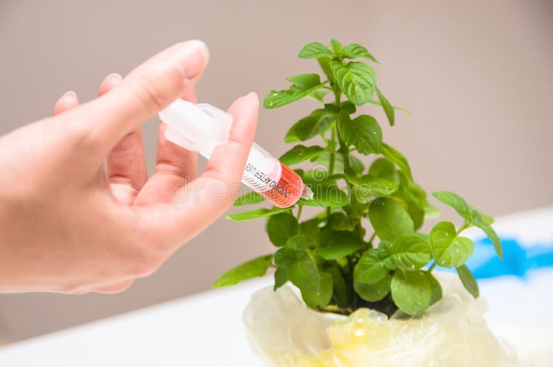 Chercheur Avec Des Centrales D'OGM Dans Le Laboratoire Photo stock ...