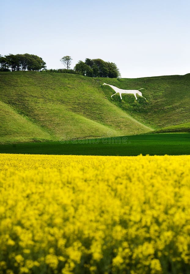 Cherhill White Horse, England Stock Image - Image of cultivated, hill ...