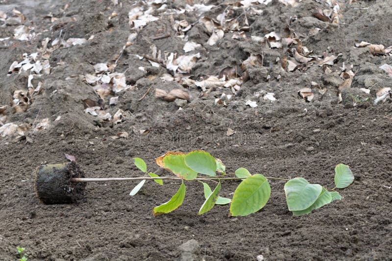 Cherimoya Tree in the Process of Repotting - Growing Cherimoya in the ...