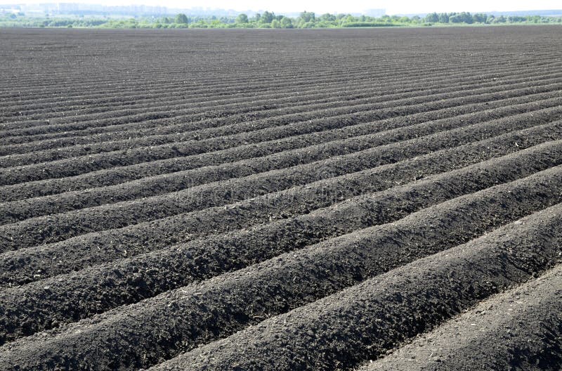 Chernozem Field with Young Sprouts Sunflower and Blue Sky Stock Image ...