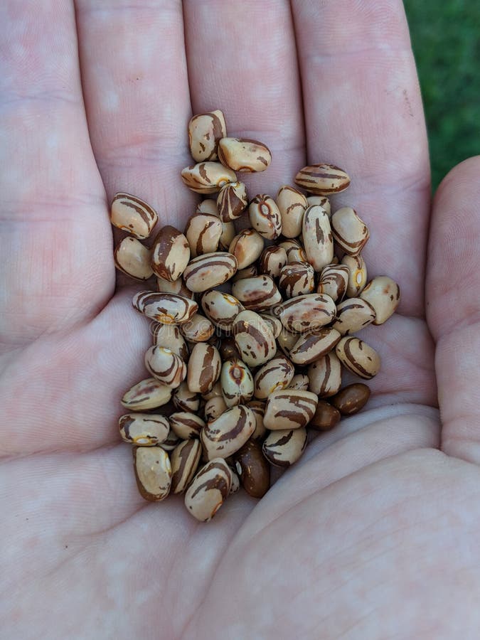 Cherokee Beans Stock Photos - Free & Royalty-Free Stock Photos from ...