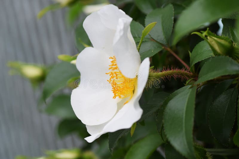 Cherokee Rose Flower stock photo. Image of vine, rosa - 24032080
