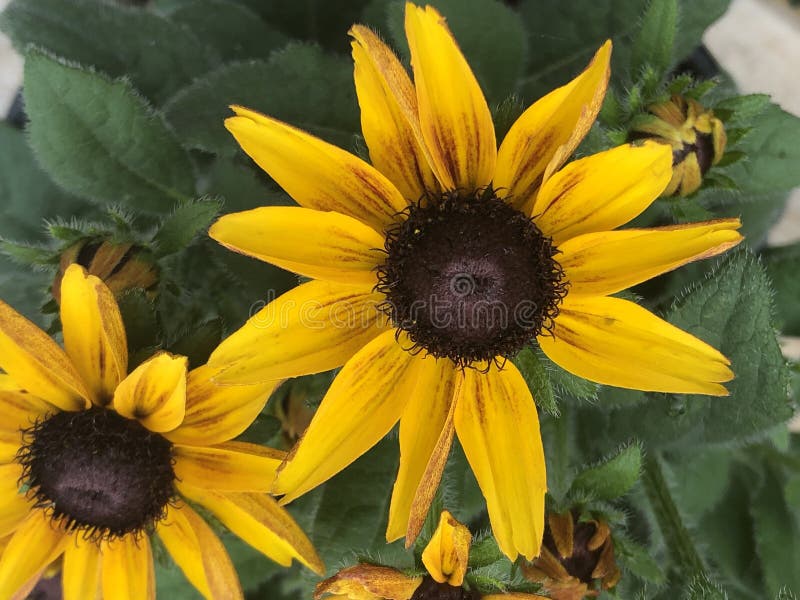 Cherokee Sunset Rudbeckia stock photo. Image of cherokee - 123529588