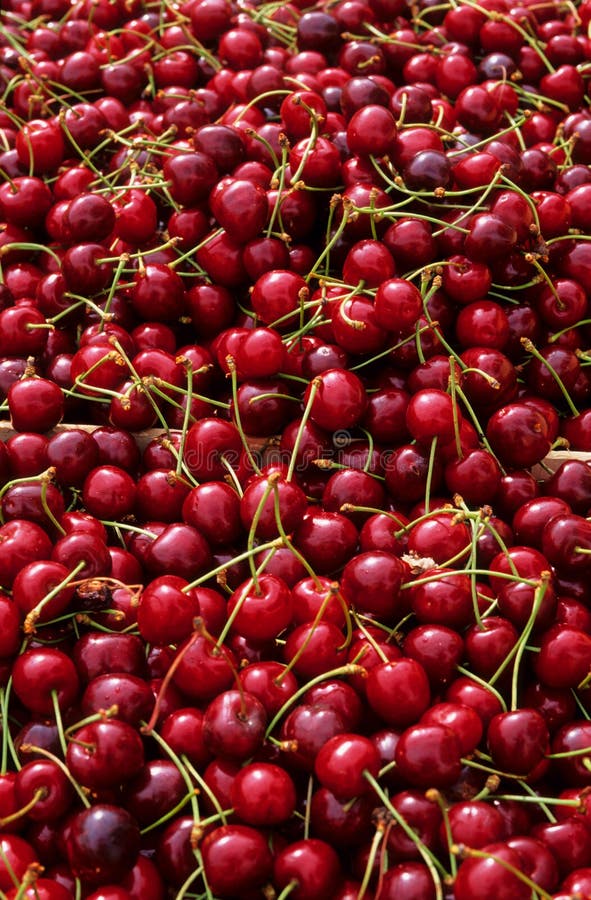 Cherries stock image. Image of market, healthy, spring - 6790821