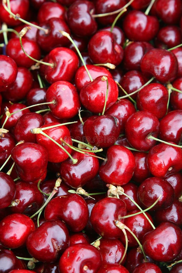 Bing cherry stock image. Image of plant, picking, agriculture - 10377411