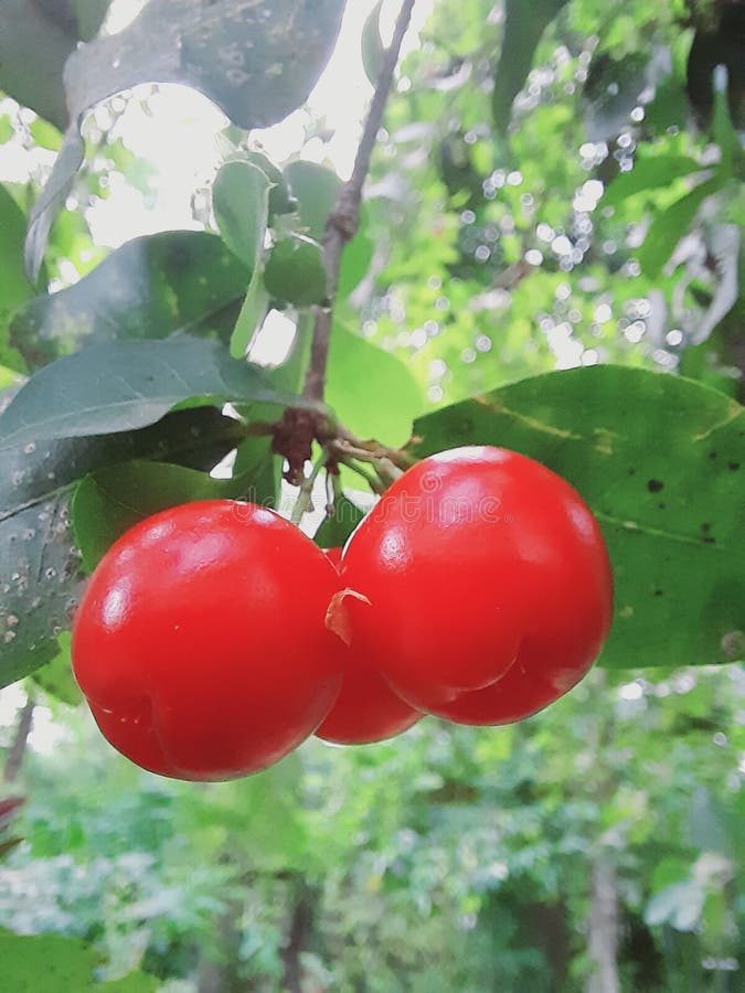 This Shows Delicious Cherry Fruit. Stock Photo - Image of shows, flower ...