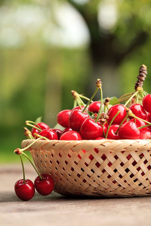 Sweet Bing Cherries Wood Basket Stock Photo - Image of bing, cherry ...