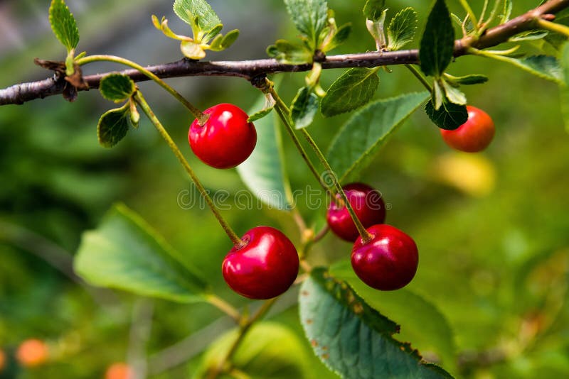 Cherries stock image. Image of garden, leaves, nature - 74063177
