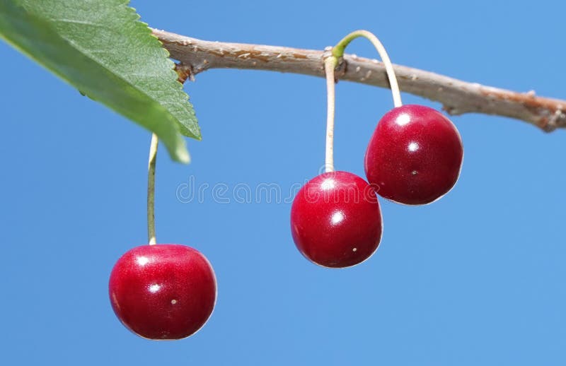 Cherries on a branch stock photo. Image of juicy, branch - 250884768
