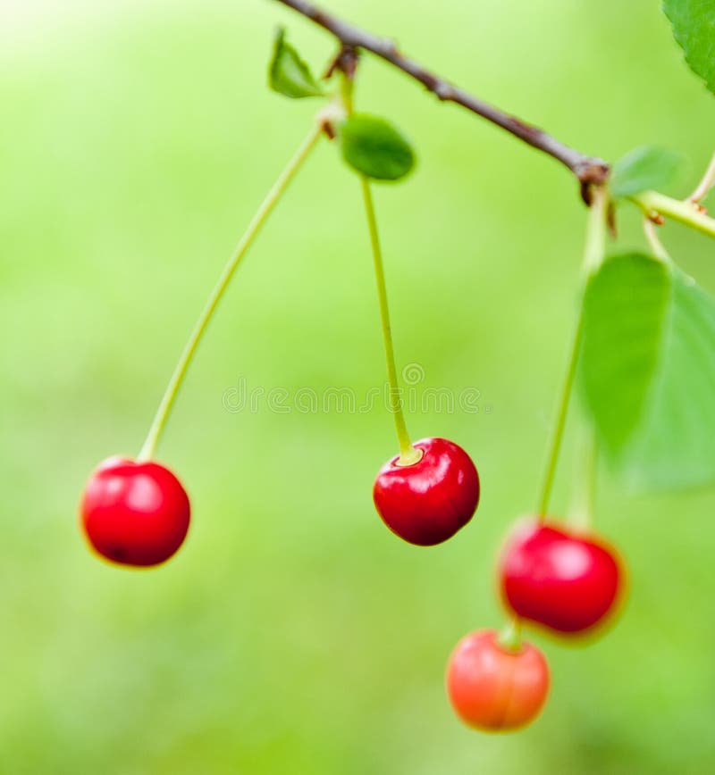 Cherries on the branch stock image. Image of leaf, cherry - 50435785