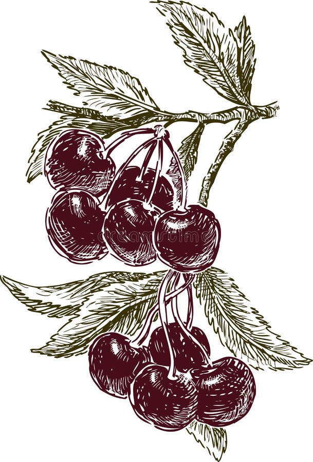 Drawing Cherries Stock Illustrations – 12,507 Drawing Cherries Stock ...