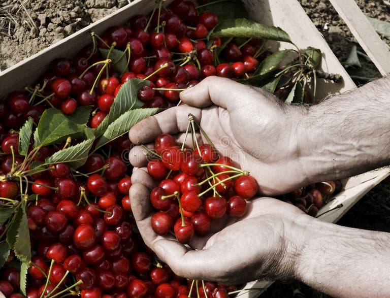 Cherries stock image. Image of snack, fruit, cultivation - 34463715