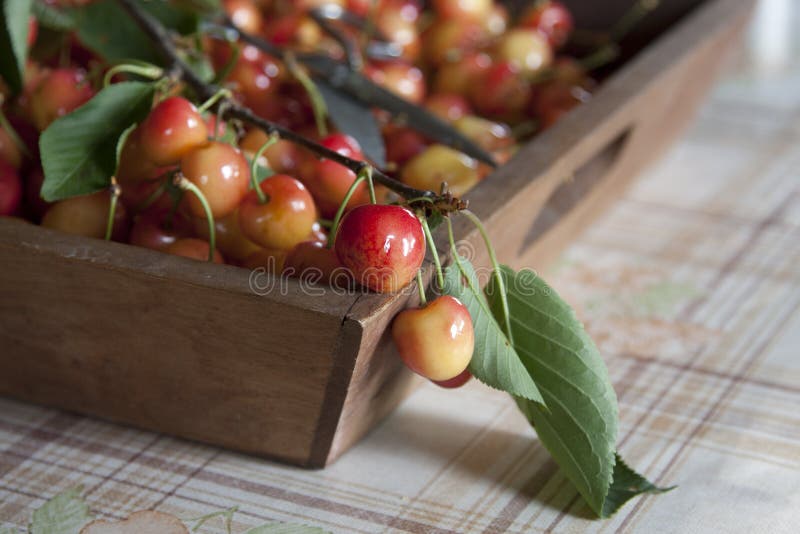 Cherries stock image. Image of cherry, natural, picking - 55475907