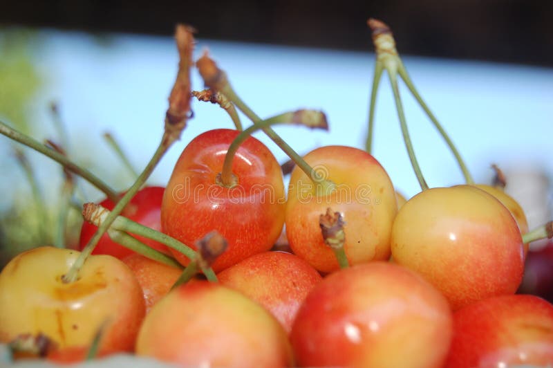 Cherries stock image. Image of fresh, ripe, organic, stand - 35155177