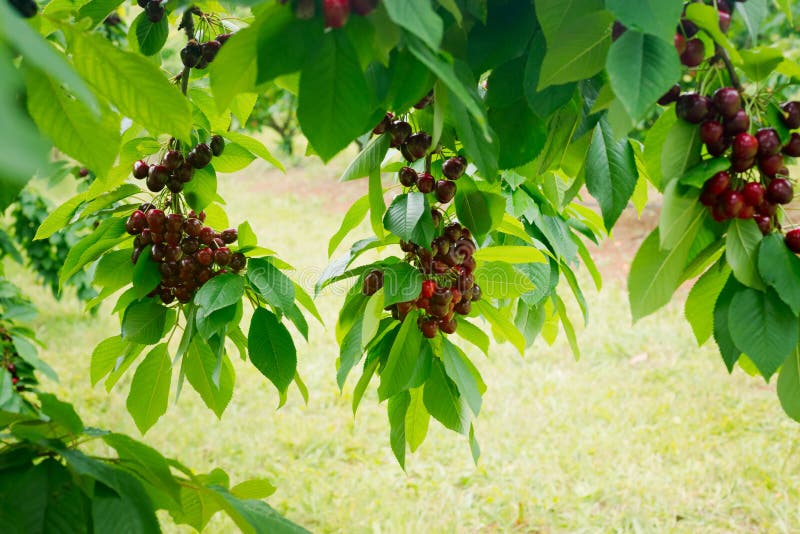 Cherries Growing on a Cherry Tree Stock Photo - Image of produce ...
