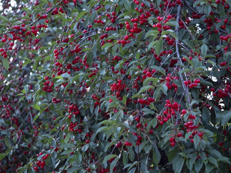 Cherries growing on a tree stock image. Image of heap - 150990963