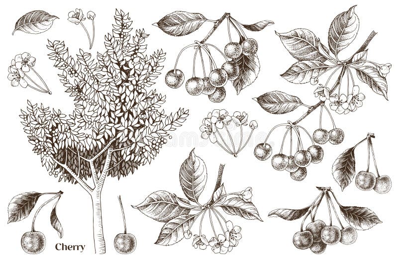 Cherries Hand Drawn Vector Set Stock Vector - Illustration of garden ...