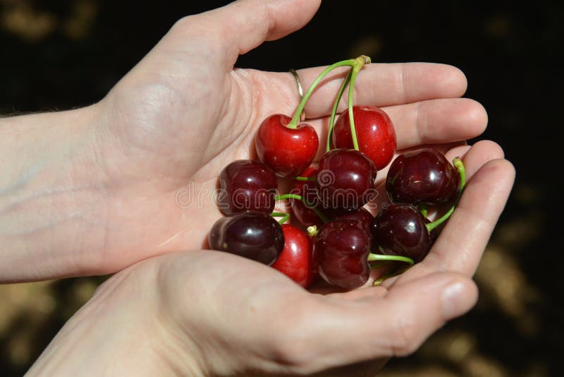 Cherries in hands stock image. Image of fresh, organic - 108809513