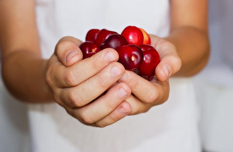 Cherries in hands stock image. Image of fresh, food, cropped - 32639609