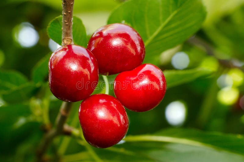 Cherries Hanging on a Cherry Tree Stock Photo - Image of summer, branch ...