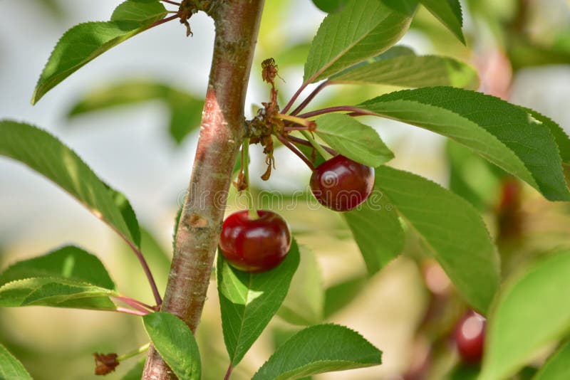 Cherries Hanging on a Cherry Tree Branch Stock Photo - Image of cherry ...