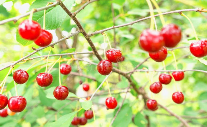 Cherries Hanging on a Cherry Tree Branch. Delicious Juicy Cherries ...