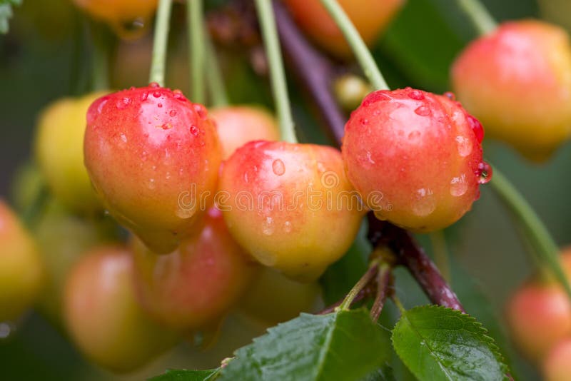 Cherries Hanging on a Cherry Tree Branch. Juicy Red Cherries on Cherry ...