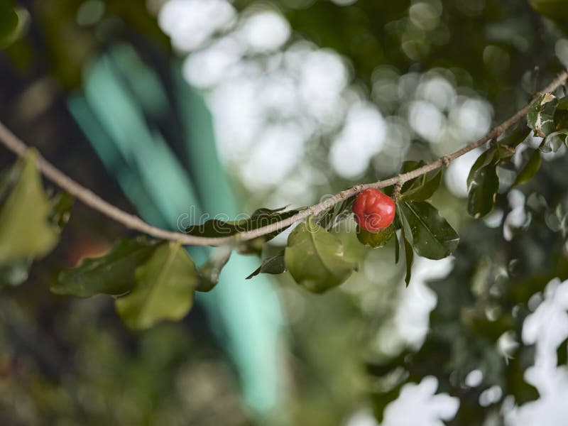 Cherries Hanging from a Cherry Tree Branch Stock Photo - Image of fruit ...