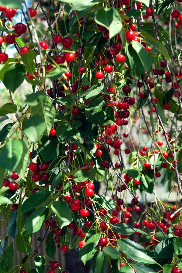 Cherries Hanging on a Cherry Tree Branch. Red and Sweet Cherries on a ...
