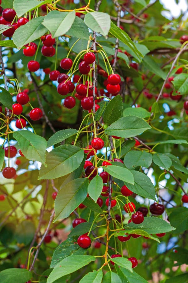 Cherries Hanging on a Cherry Tree Branch. Red and Sweet Cherries on a ...