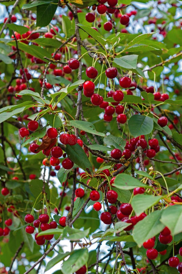 Cherries Hanging on a Cherry Tree Branch. Red and Sweet Cherries on a ...