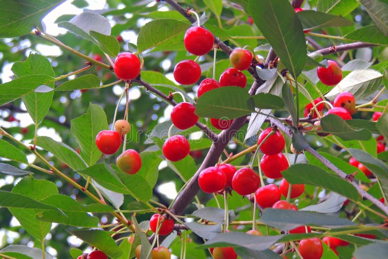 Ripe cherry on the tree stock image. Image of growing - 119257853