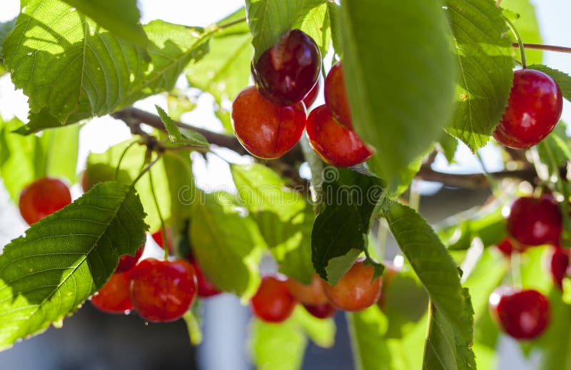 Cherries Hanging on a Cherry Tree Branch Stock Photo - Image of crimson ...