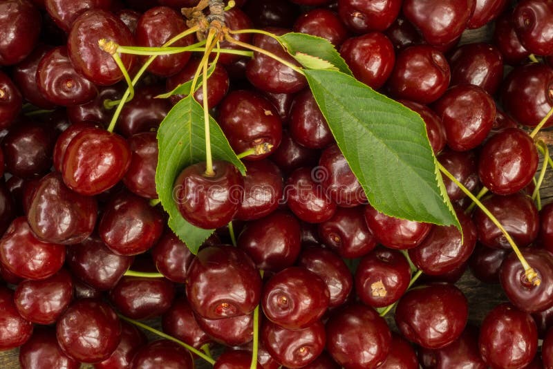 Cherries stock photo. Image of organic, nature, cherries - 42432738
