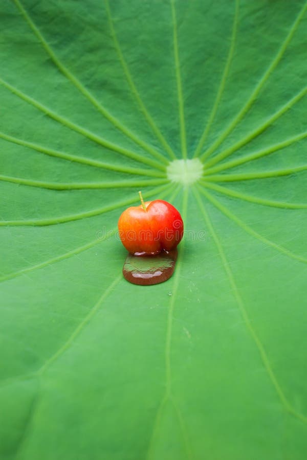 Lolloped Stock Photos - Free & Royalty-Free Stock Photos from Dreamstime