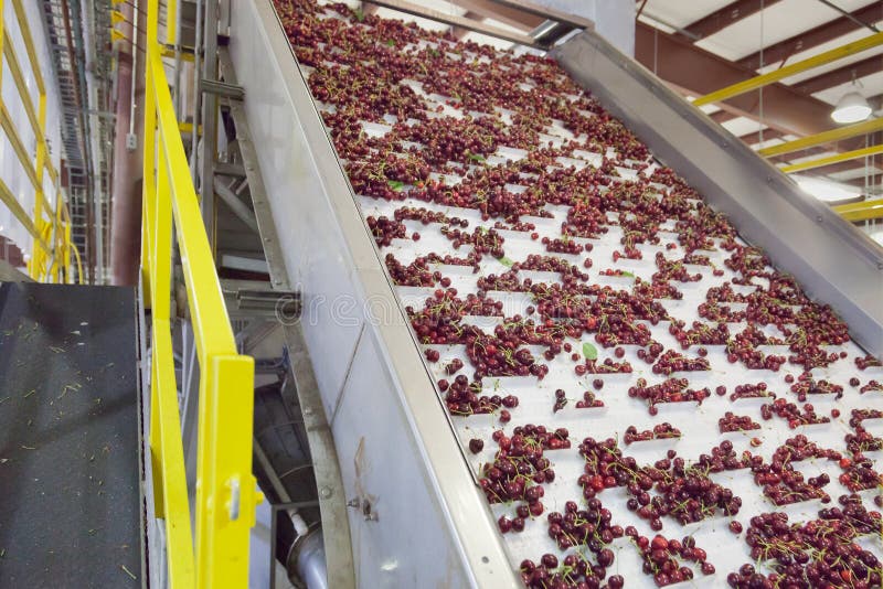 Cherries Moving Up an Elevator in a Fruit Packing Warehouse Stock Image ...