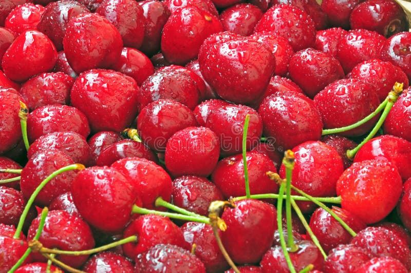 Cherries stock photo. Image of fresh, agriculture, cherry - 41628156
