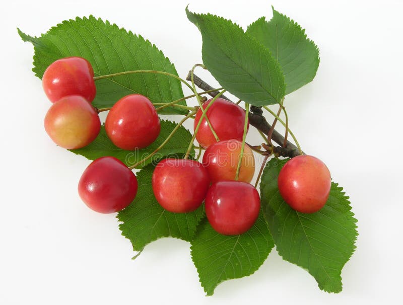 Cherries red stock image. Image of cherries, fruit, fresh - 18538977