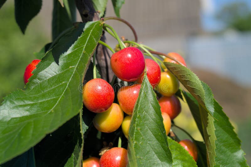 Cherries are Ripen on a Tree Branch Stock Image - Image of organic ...