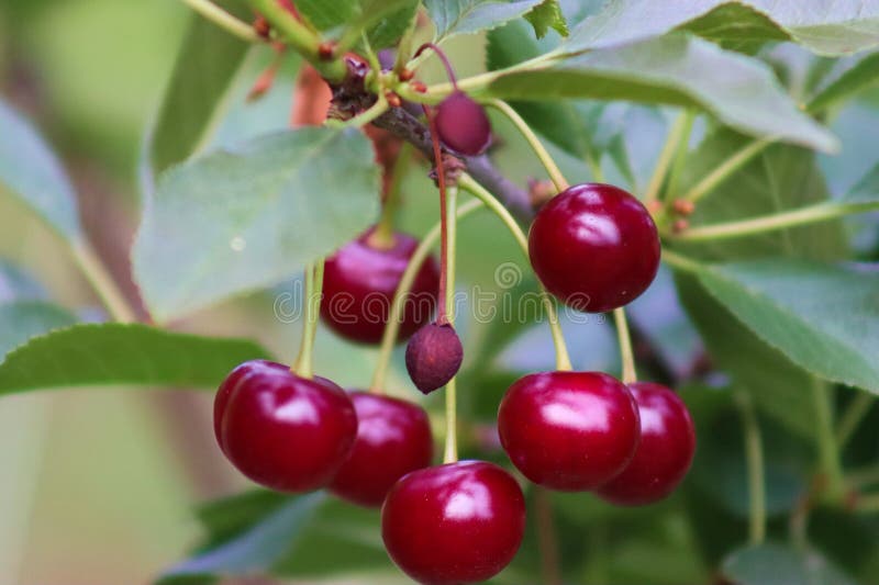 Cherries Ripen on the Tree in the Garden in Summer Stock Photo - Image ...