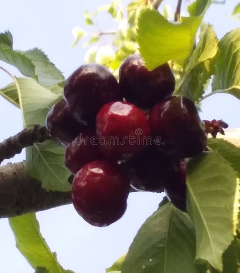 Cherries Ripened in the Sun Stock Photo - Image of fruit, evergreen ...