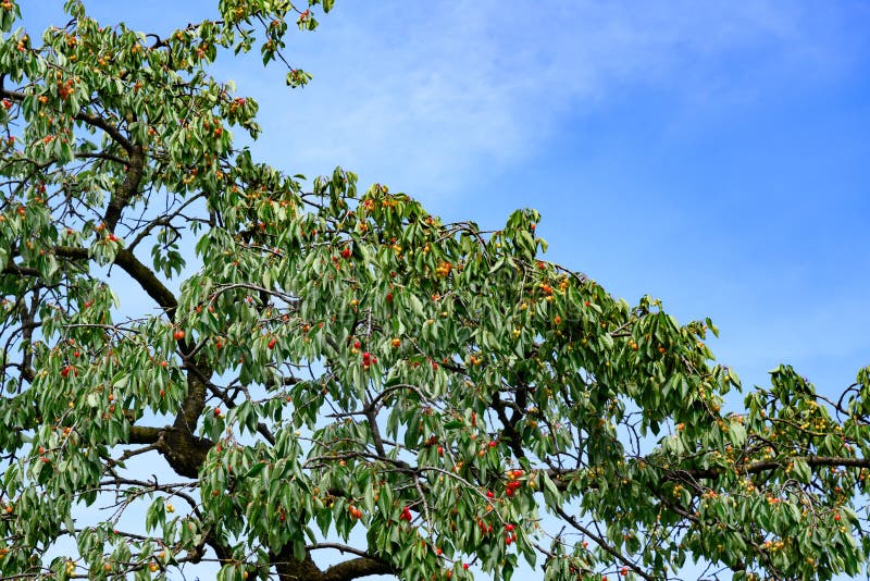 Cherries Ripening on Old Cherry Tree, Beginning Summer Stock Photo ...